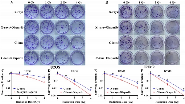 Radiosensitization of Osteosarcoma Cells Using the PARP Inhibitor ...