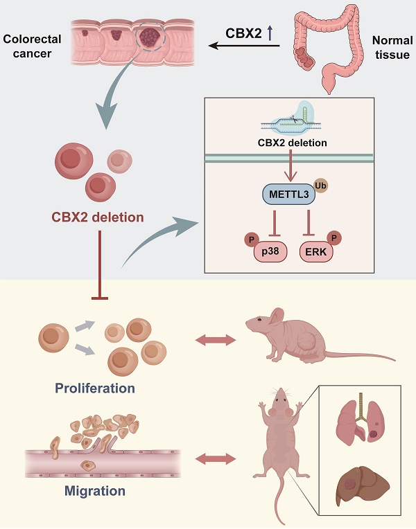 Volume 15, Issue 8 - jca