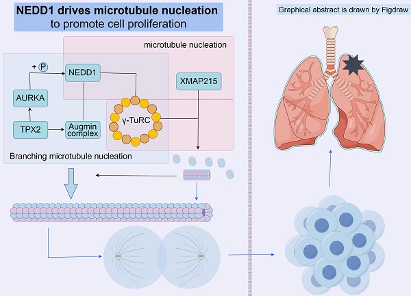 NEDD1 overexpression increases cell proliferation, tumor immune escape ...