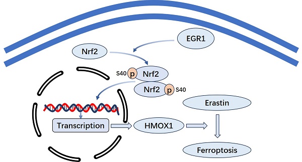 EGR1 Promotes Erastin-induced Ferroptosis Through Activating Nrf2-HMOX1 ...